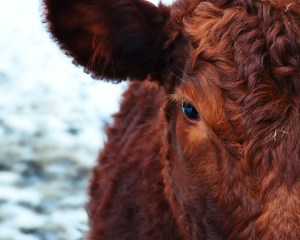 Idioms about cows and bulls – English with Kirsty